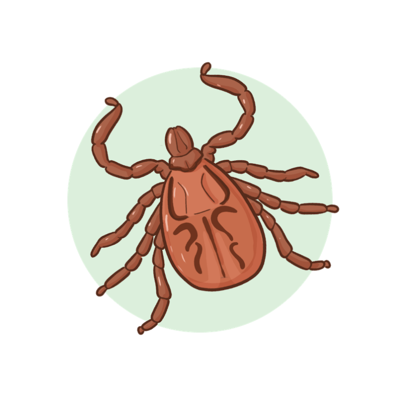 Five Summer Insects You Need to Watch Out For - Osmosis Blog