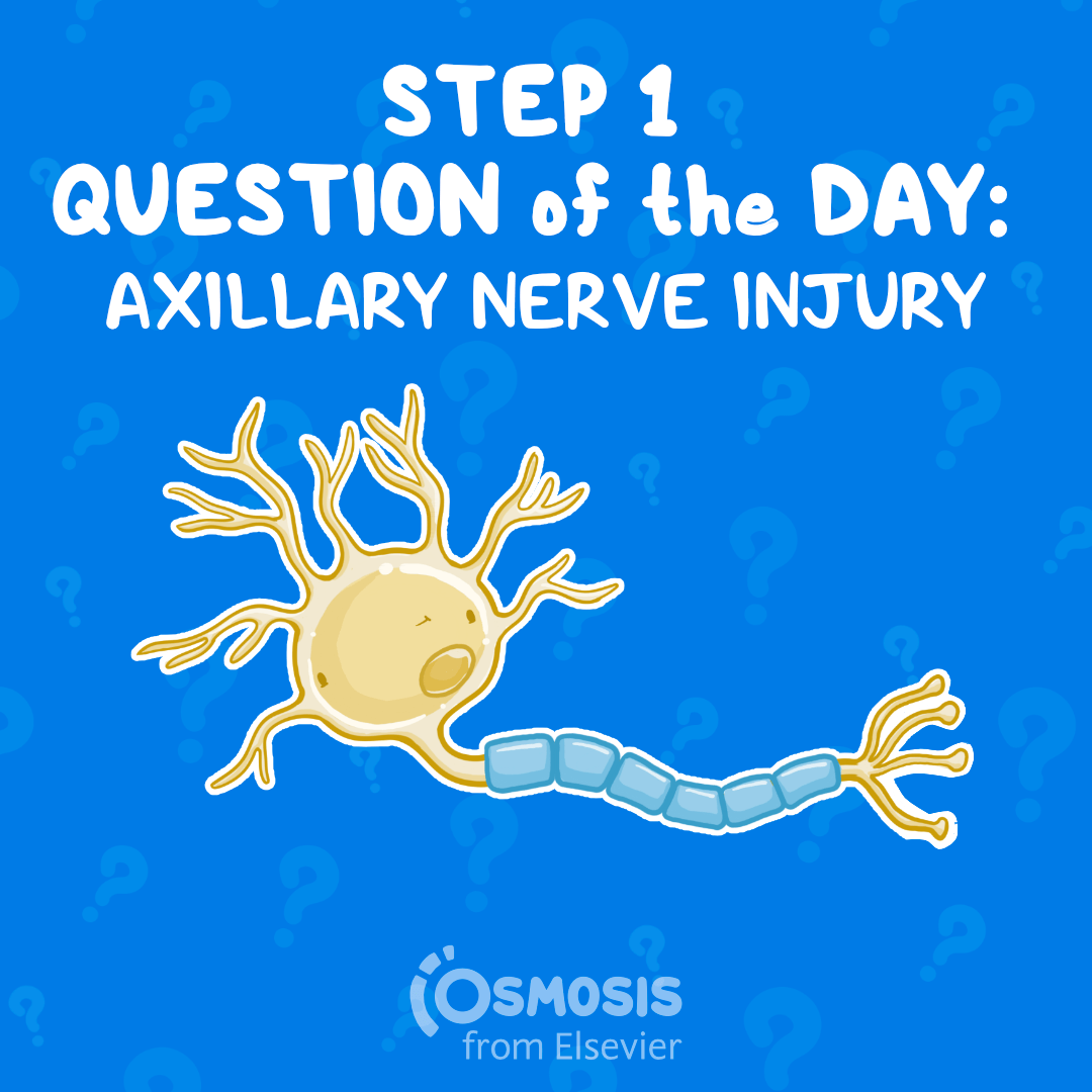 USMLE® Step 1 Question of the Day: Axillary nerve injury - Osmosis Blog