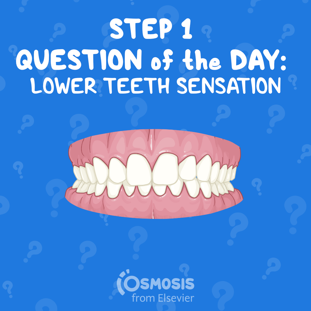 USMLE® Step 1 Question of the Day: Lower teeth sensation - Osmosis Blog